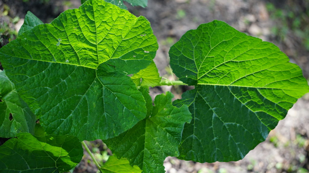 Summer Growing Season - Florida Seed & Garden