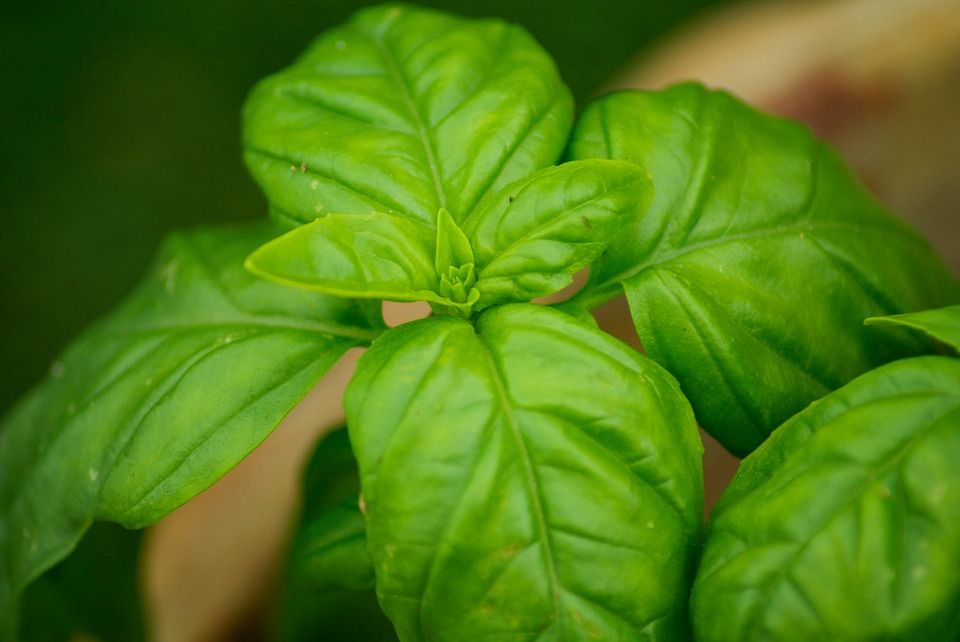Large Leaf Basil (450+ Seeds) - Florida Seed & Garden