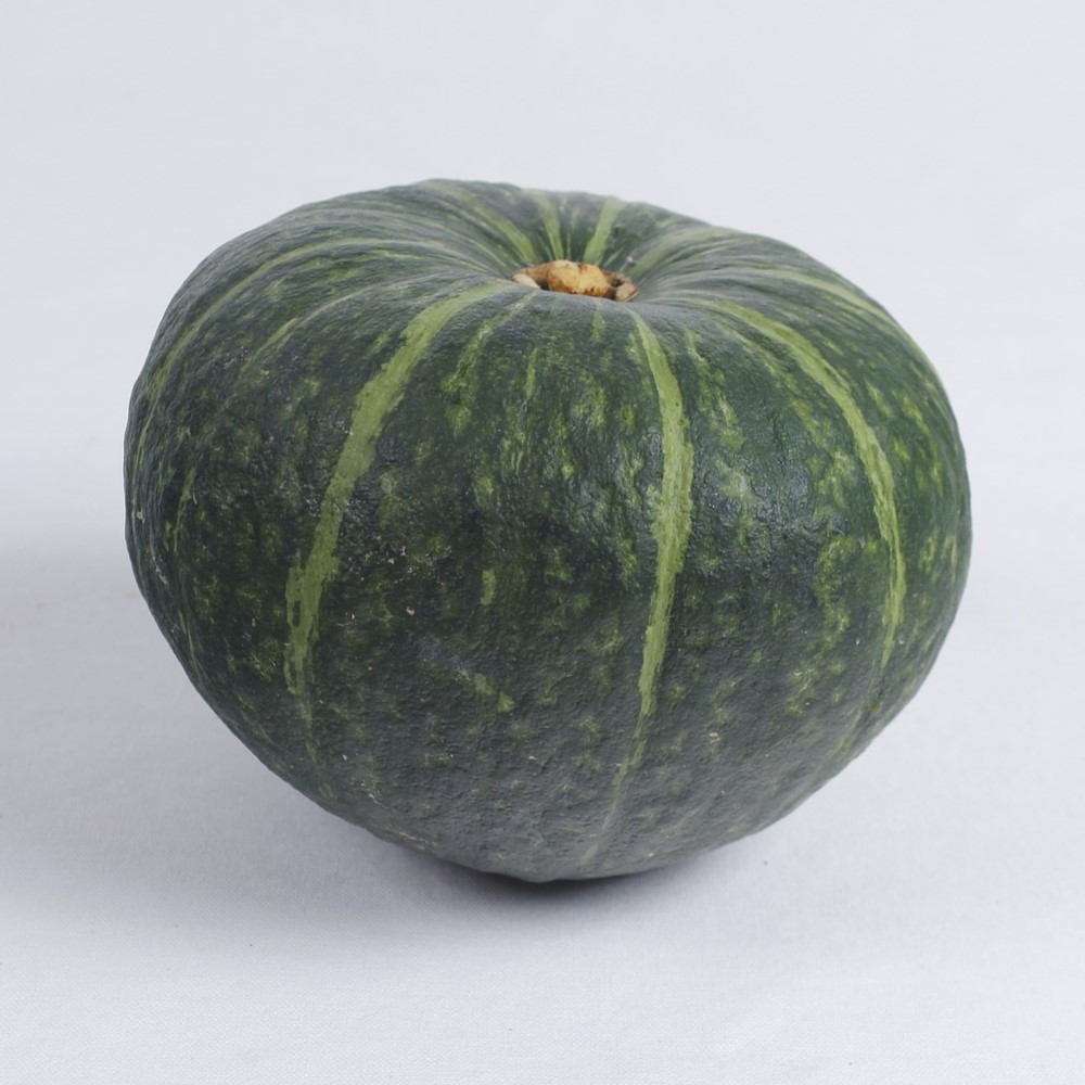 Burgess Buttercup Squash (15+ Seeds) - Florida Seed & Garden